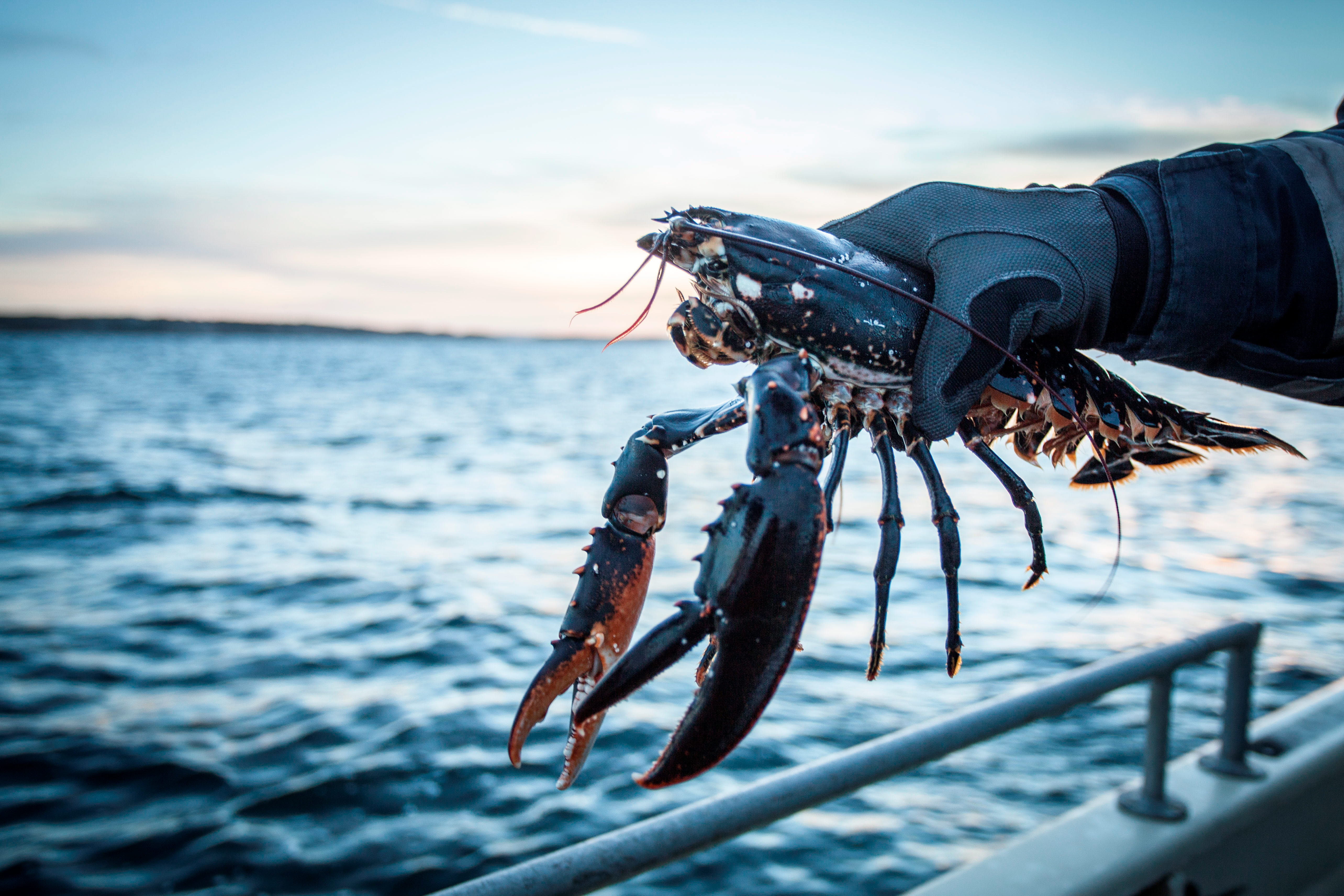 Kustbevakningen förbereder sig för hummerpremiär - Kustbevakningen
